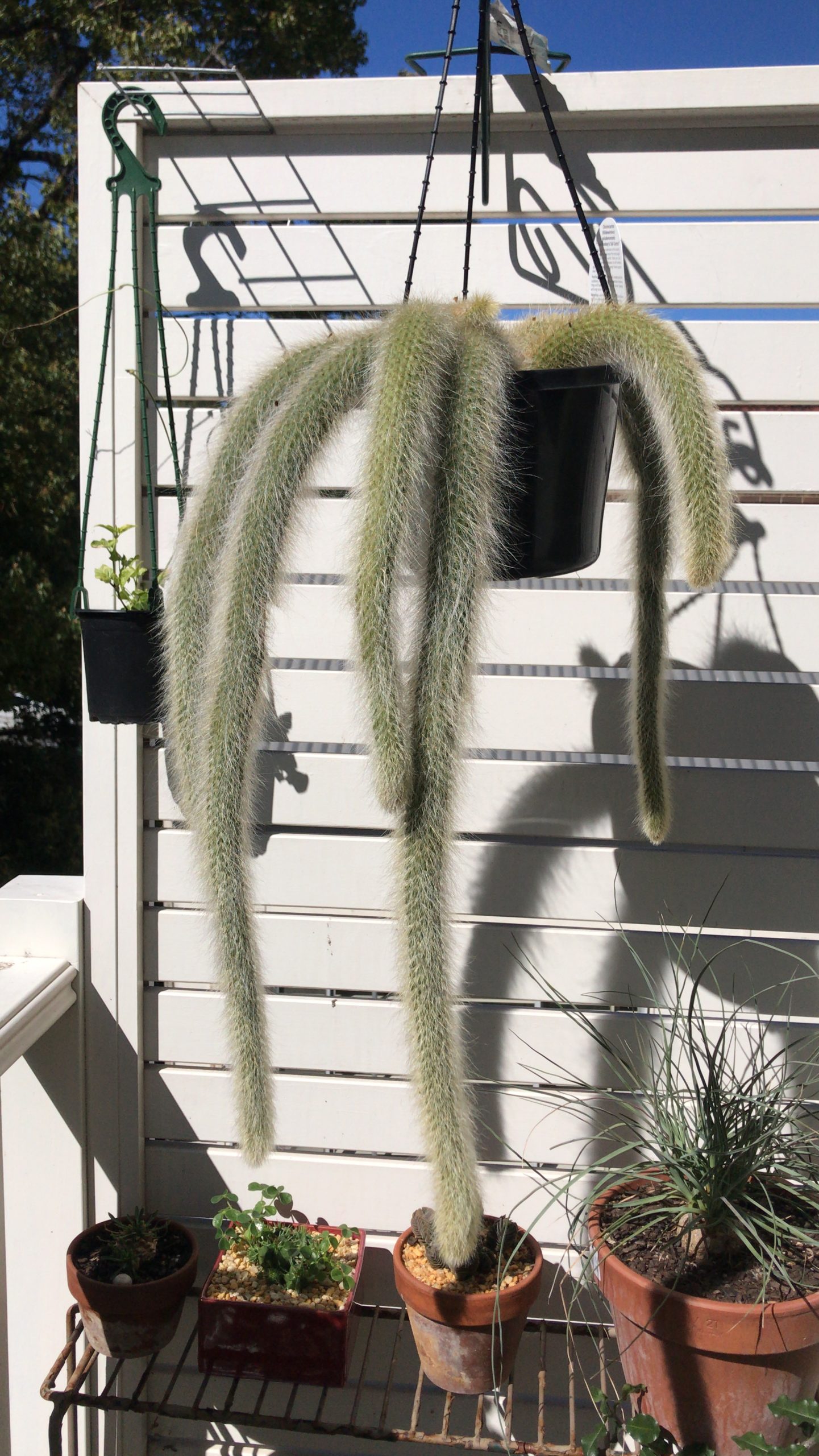 Inner West Horticulture – Succulent and Indoor Plant Wholesaler